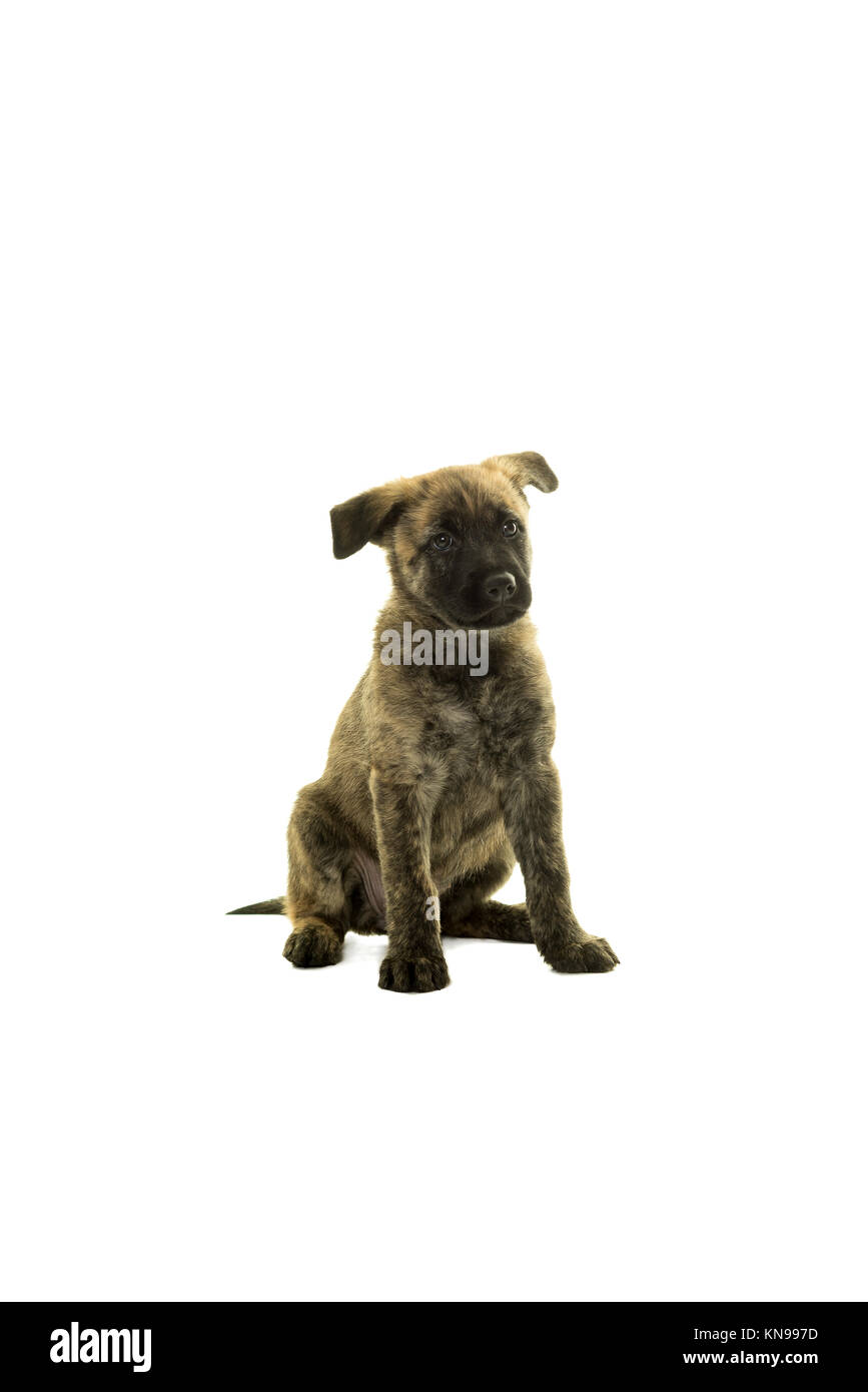 Cute Dutch wire-haired shepherd puppy sitting facing the camera ...