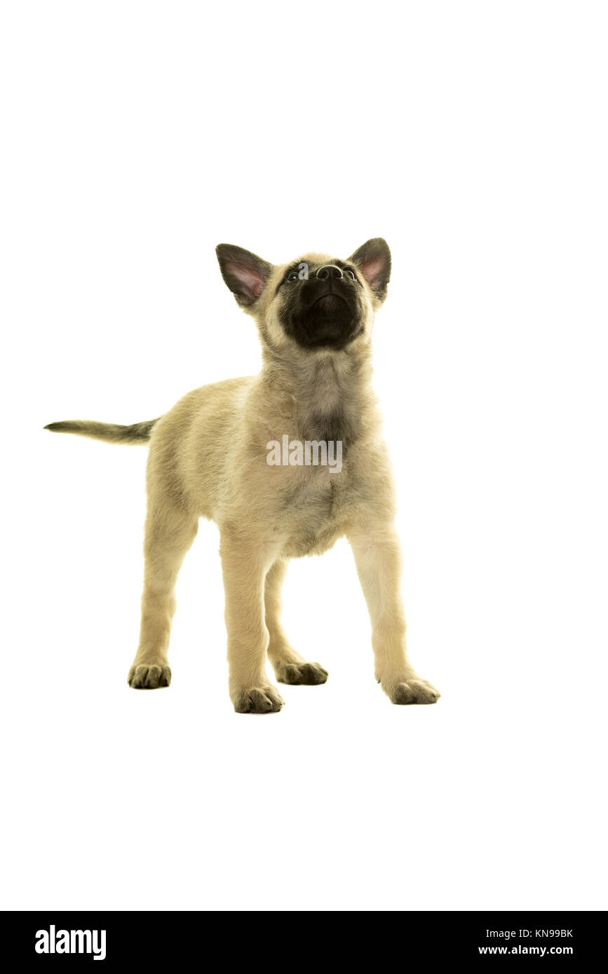 Cute blonde Dutch wire-haired shepherd puppy standing facing the camera ...