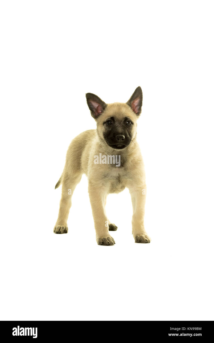 Cute blonde Dutch wire-haired shepherd puppy standing facing the camera ...