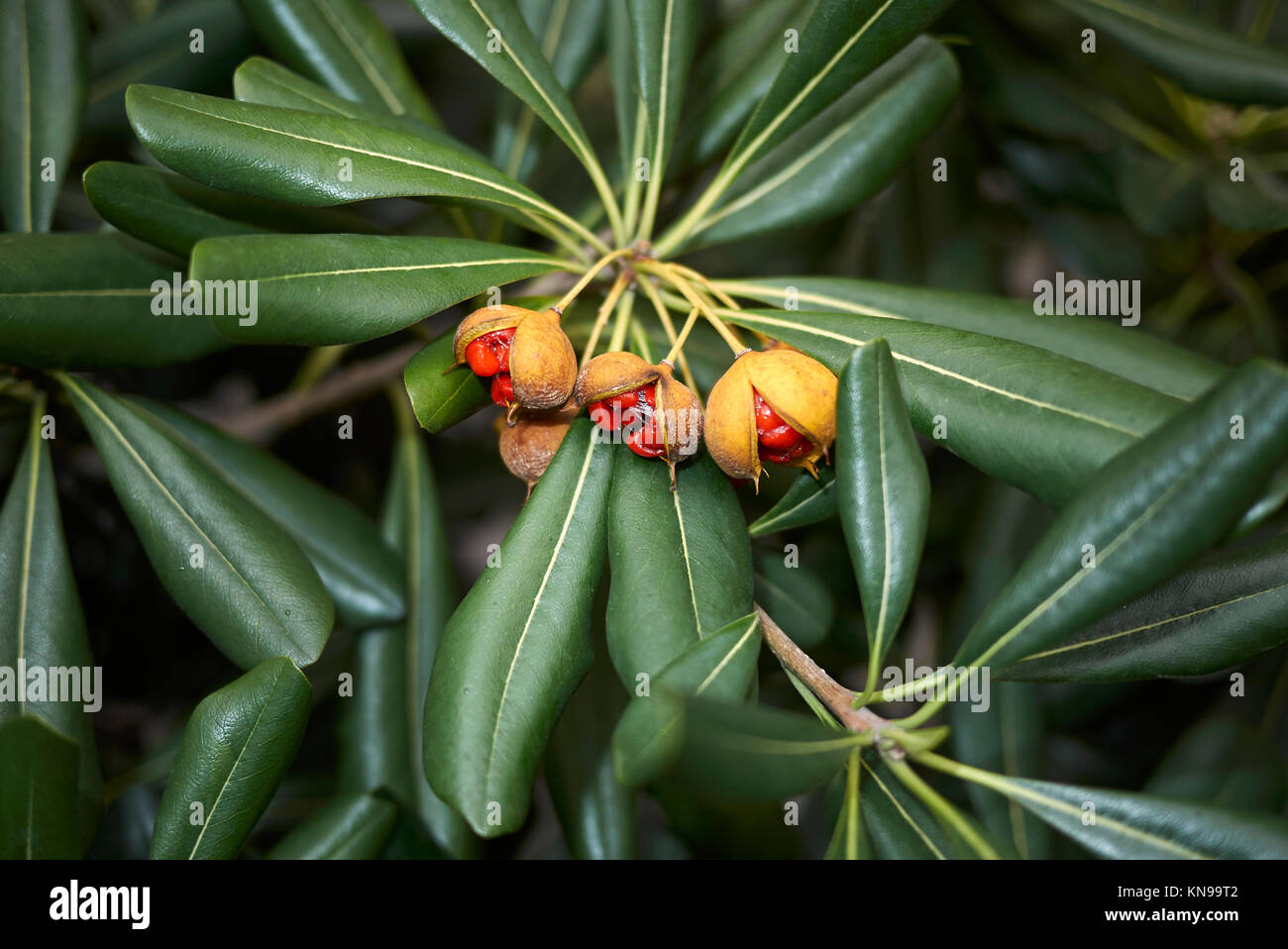 Pittosporum tobira fruits Stock Photo - Alamy