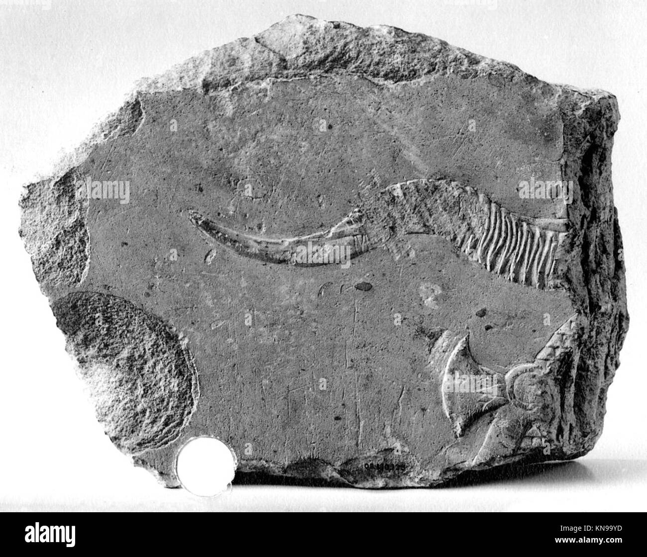 A relief block showing carved mythological and historical scenes ...