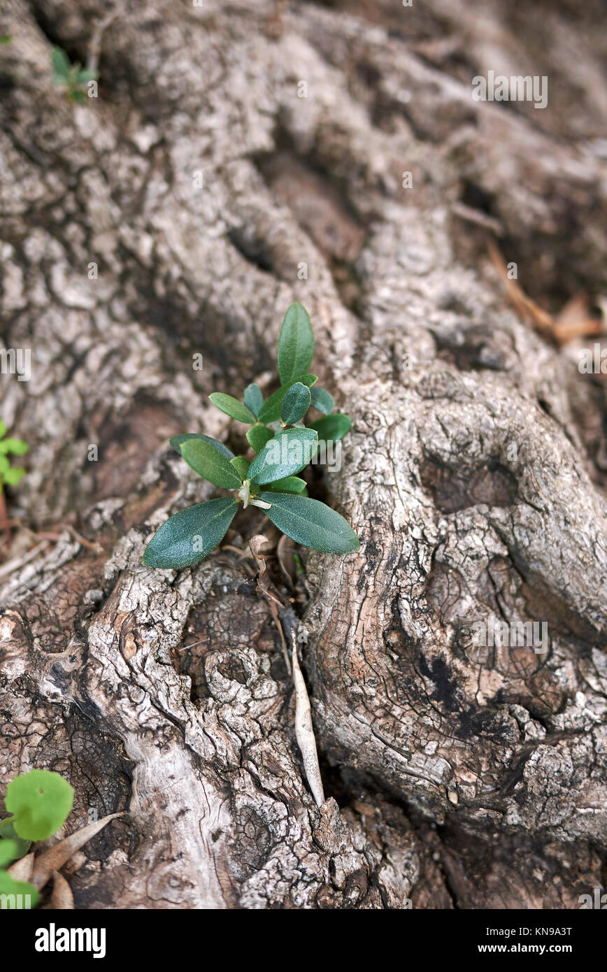 olive tree trunk Stock Photo - Alamy