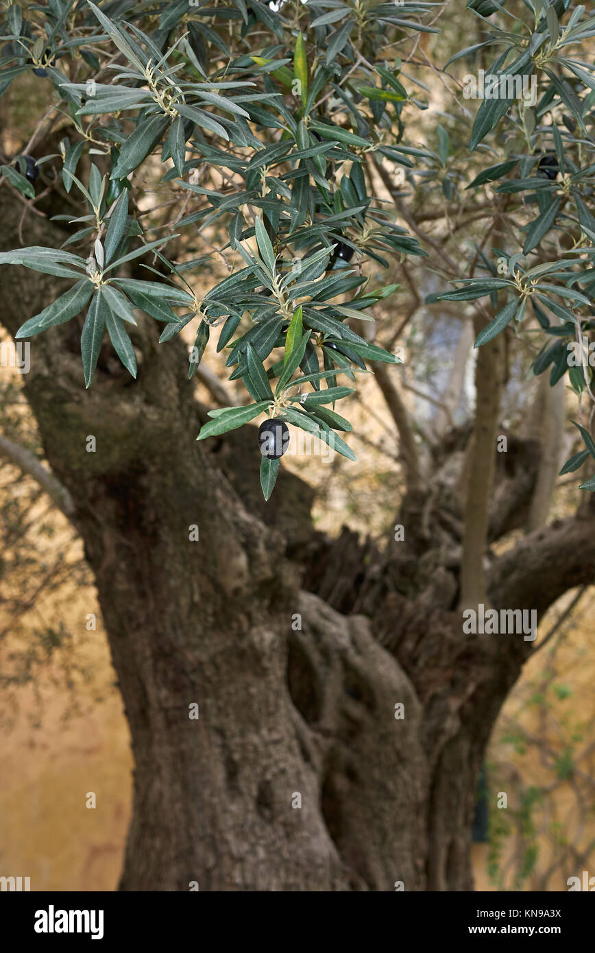 Olivo olive tree olea europaea hi-res stock photography and images - Alamy