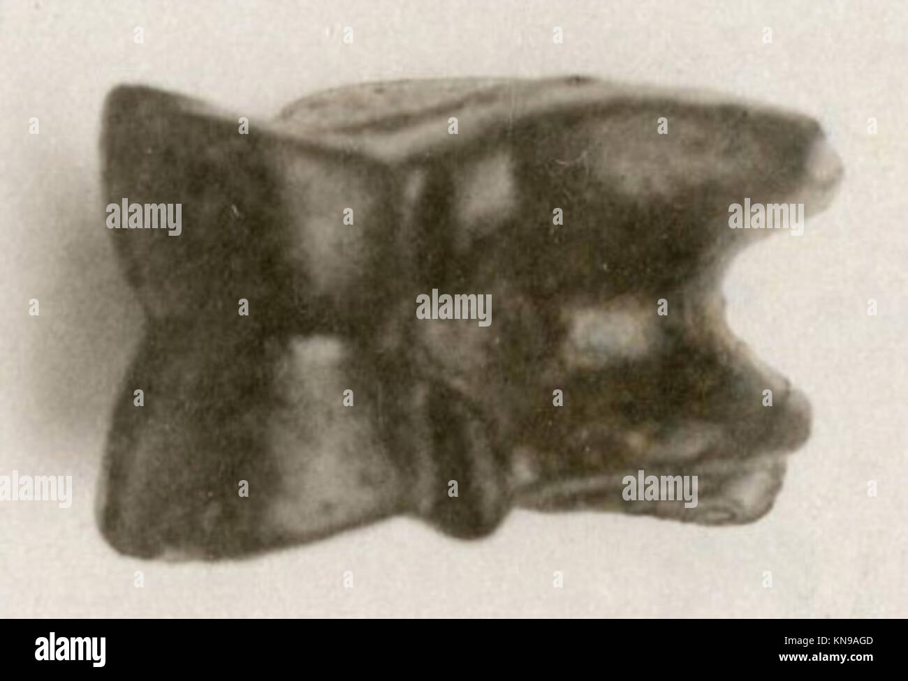 Knuckle bone hi-res stock photography and images - Alamy