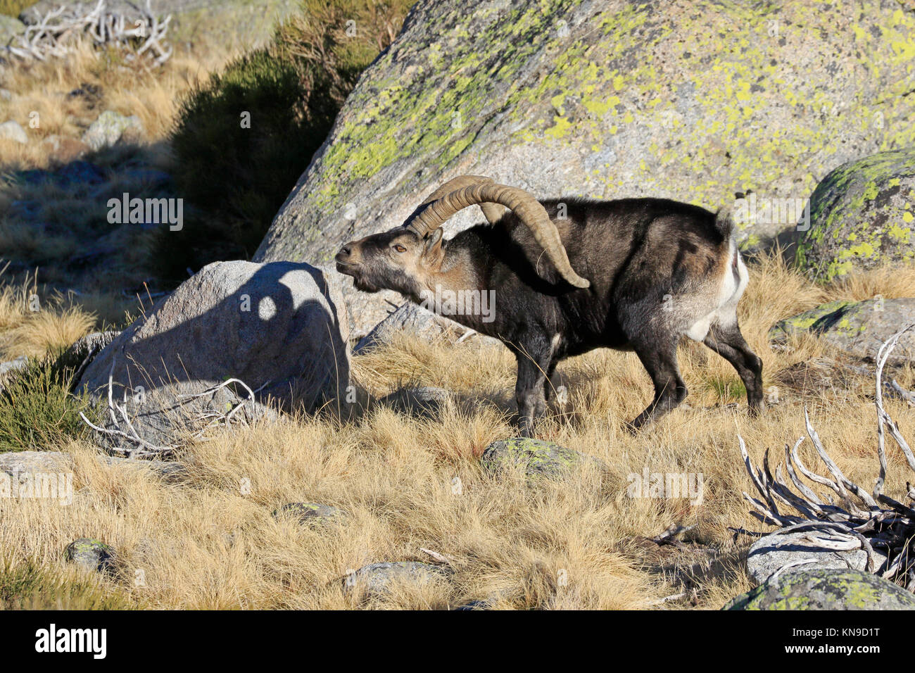 Male Spanish Ibex in the Gredos Mountains Spain Stock Photo - Alamy