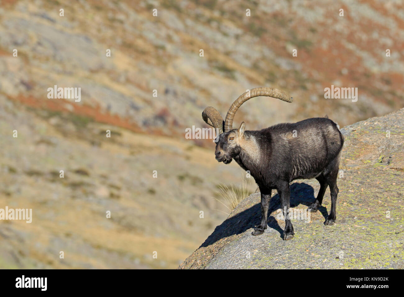 Male Spanish Ibex in the Gredos Mountains Spain Stock Photo - Alamy
