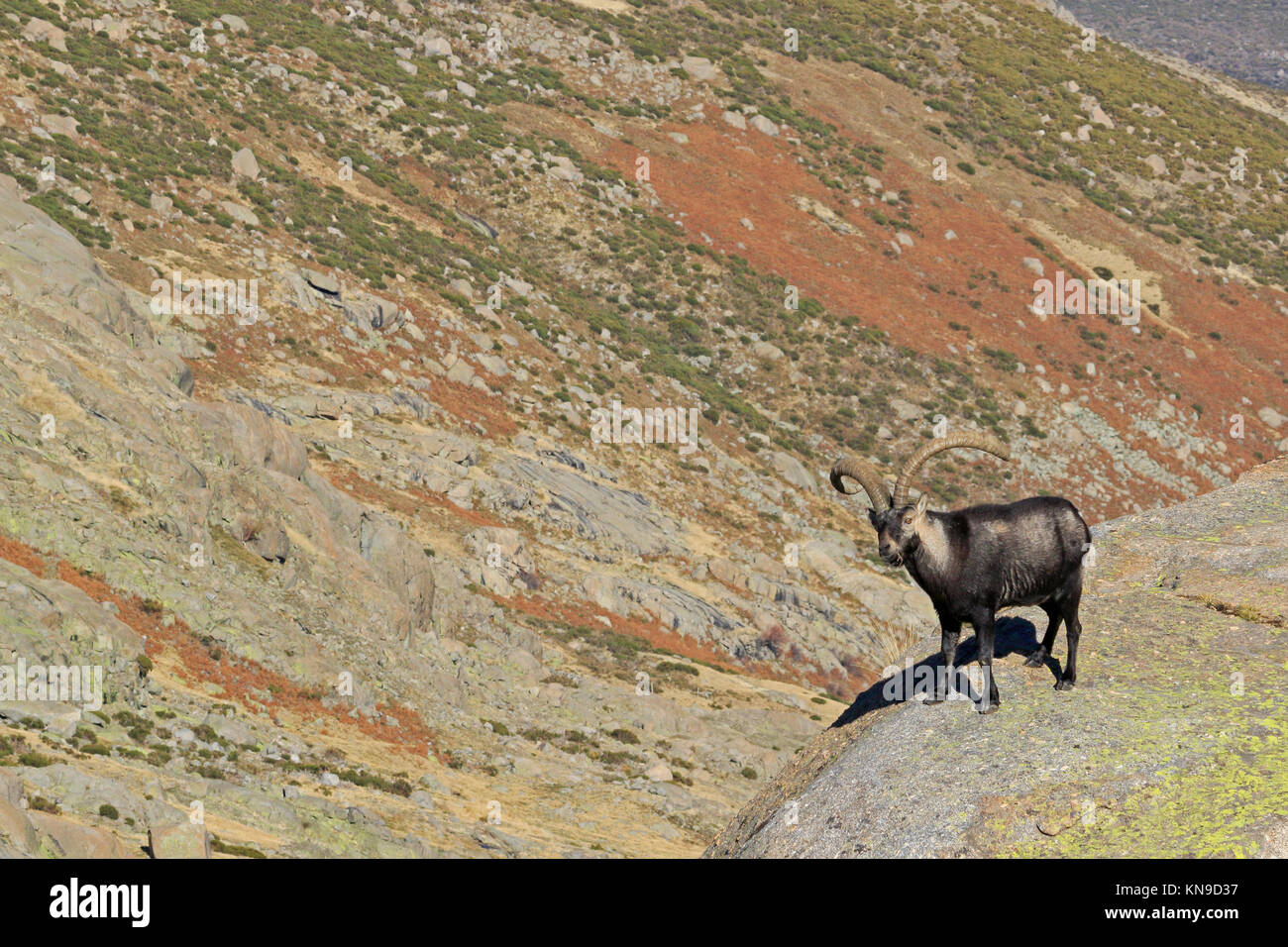 Male Spanish Ibex in the Gredos Mountains Spain Stock Photo - Alamy