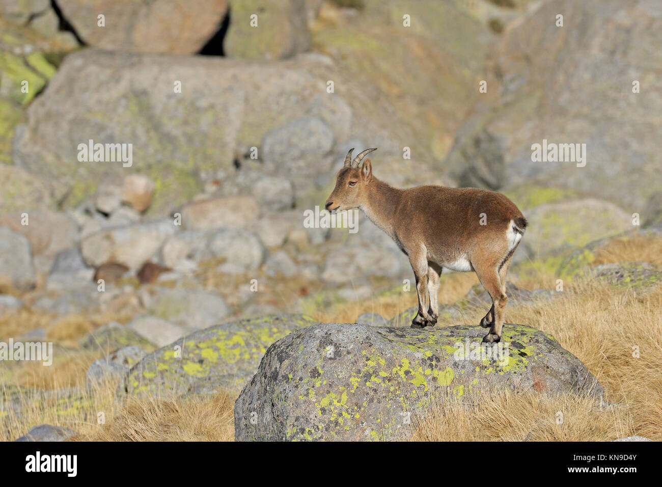 Female Spanish Ibex in the Gredos Mountains Spain Stock Photo - Alamy
