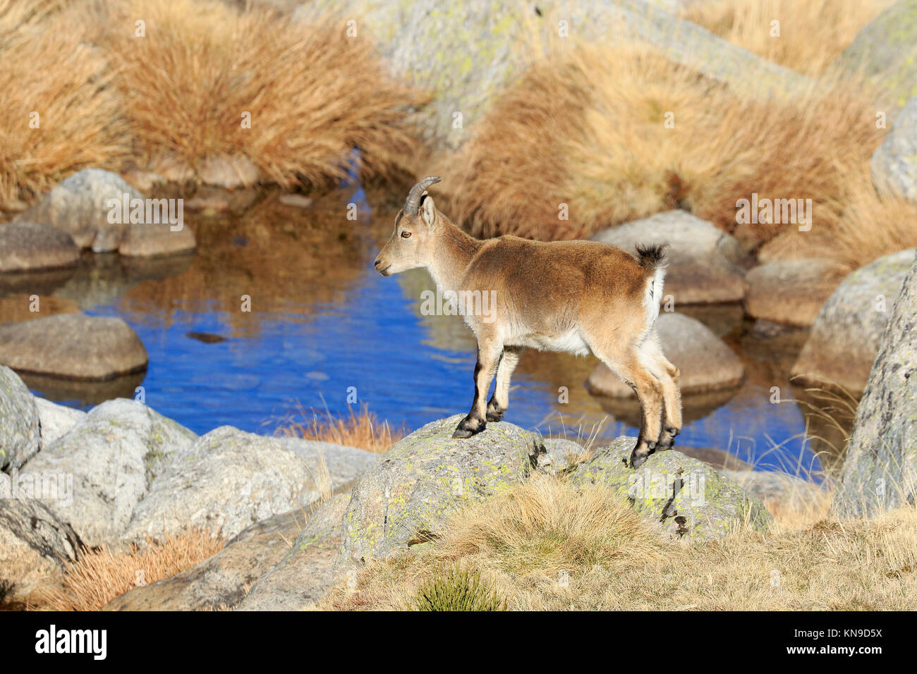 Female Spanish Ibex in the Gredos Mountains Spain Stock Photo - Alamy