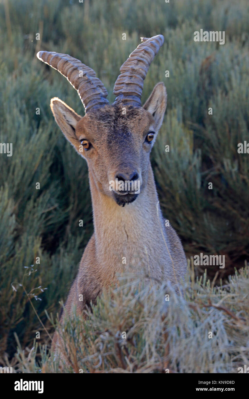 Male Spanish Ibex in the Gredos Mountains Spain Stock Photo - Alamy