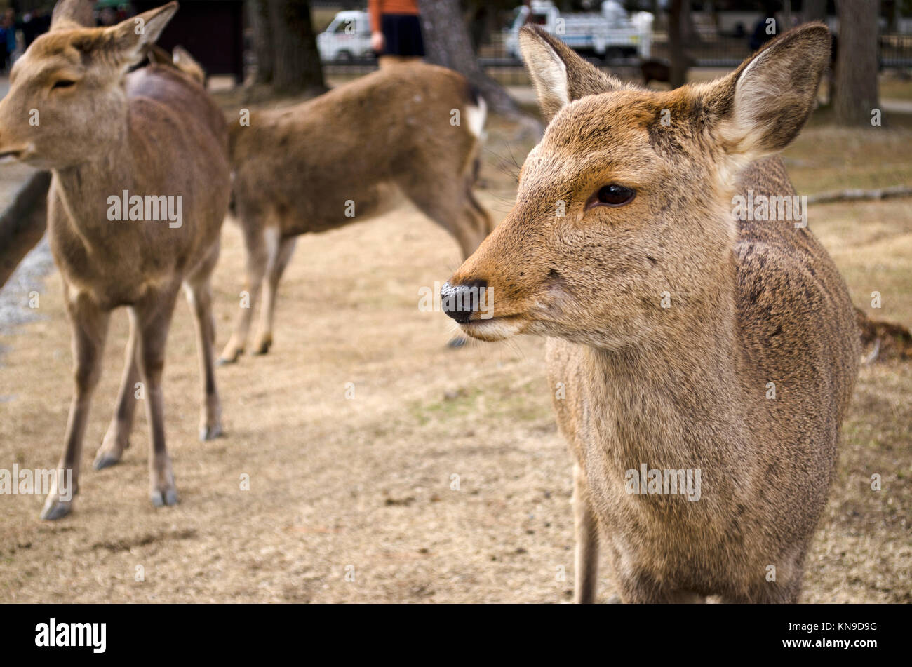 Sika Deer in Nara, Japan Stock Photo - Alamy