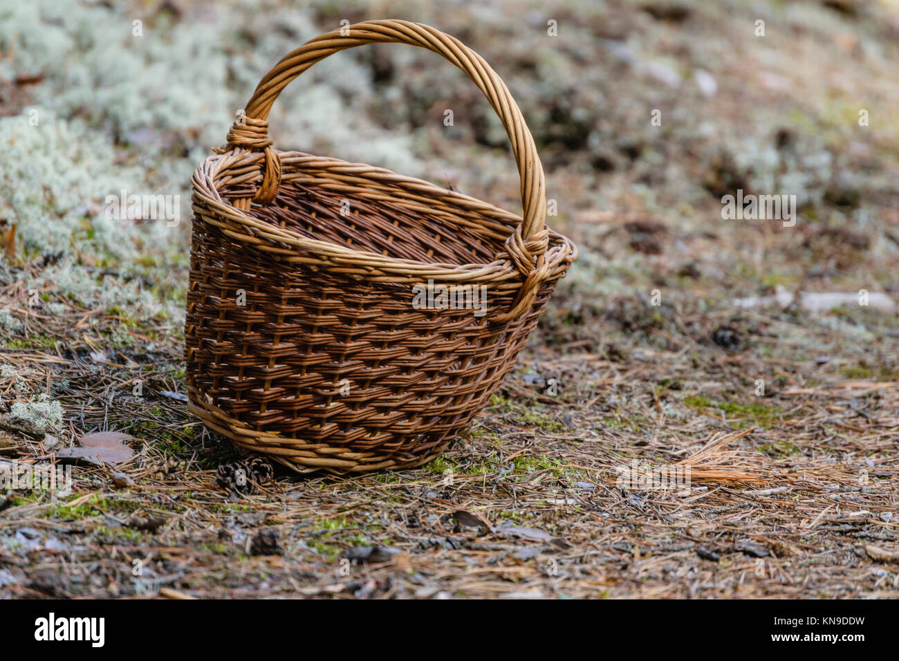 beautiful wooden woven basket in front of forest heatherwith blur ...