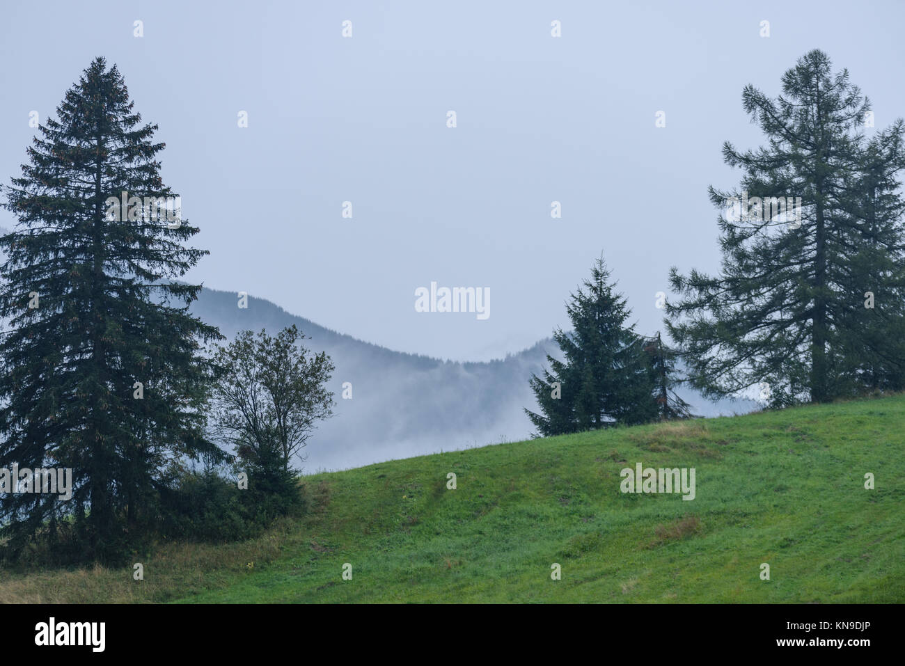 panoramic view of misty forest. far horizon. mountain area in slovakia ...