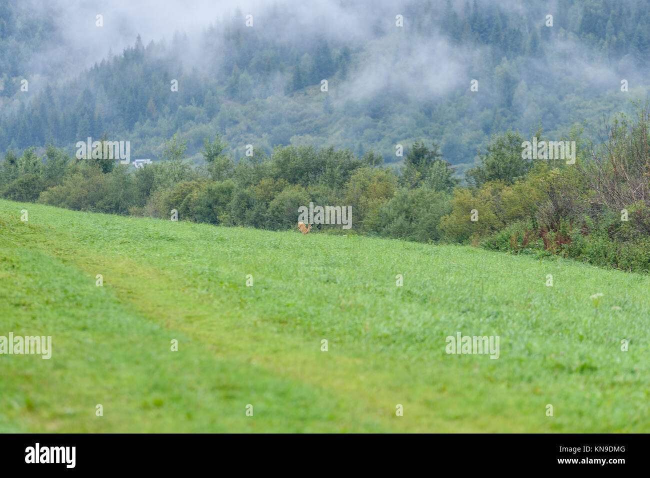 panoramic view of misty forest. far horizon. mountain area in slovakia ...