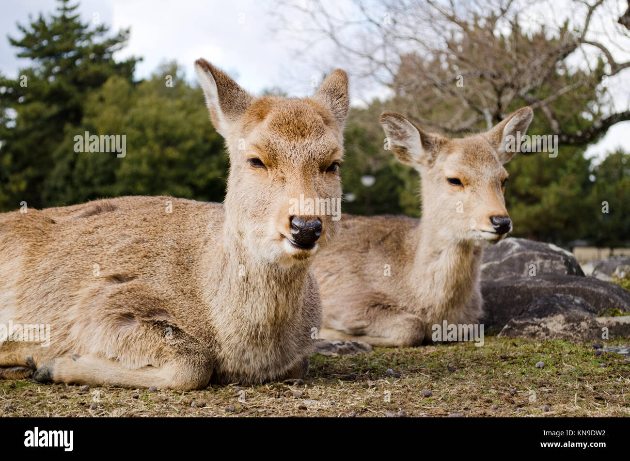 Sika Deer in Nara, Japan Stock Photo - Alamy
