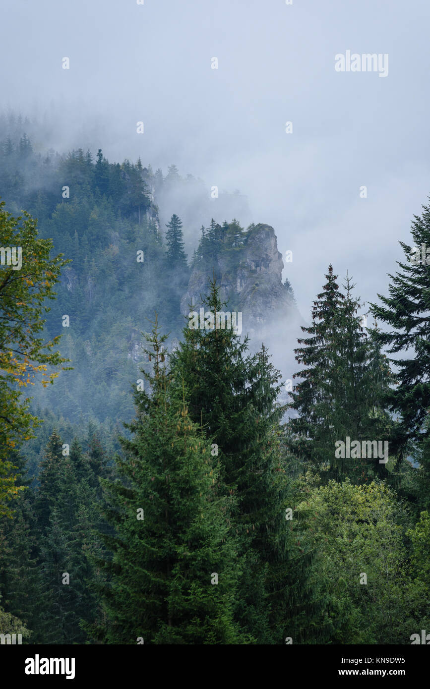 panoramic view of misty forest. far horizon. mountain area in slovakia ...