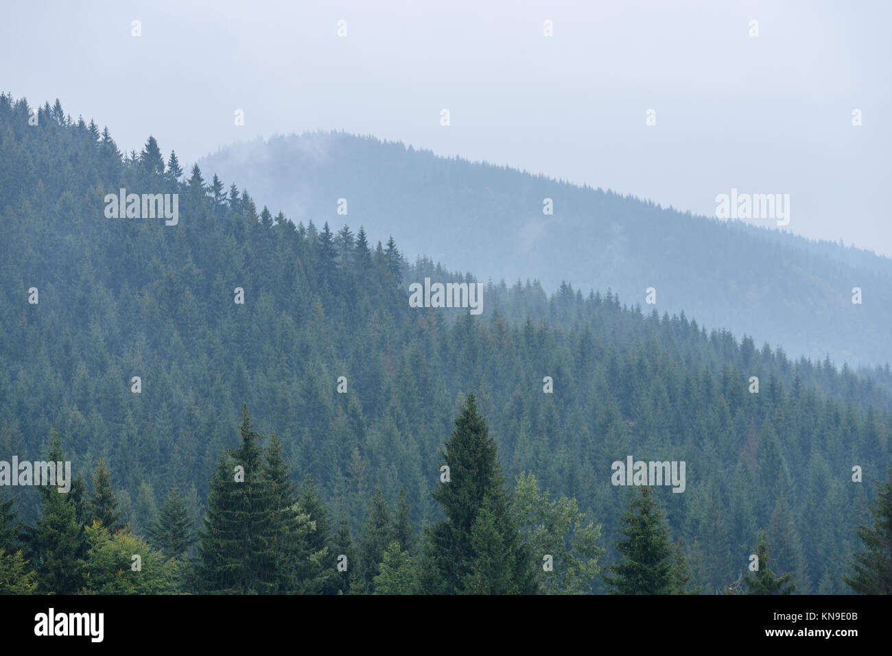 panoramic view of misty forest. far horizon. mountain area in slovakia ...