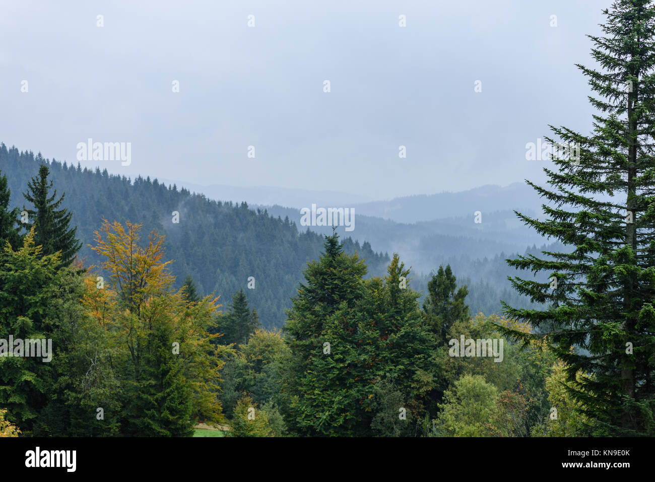 panoramic view of misty forest. far horizon. mountain area in slovakia ...