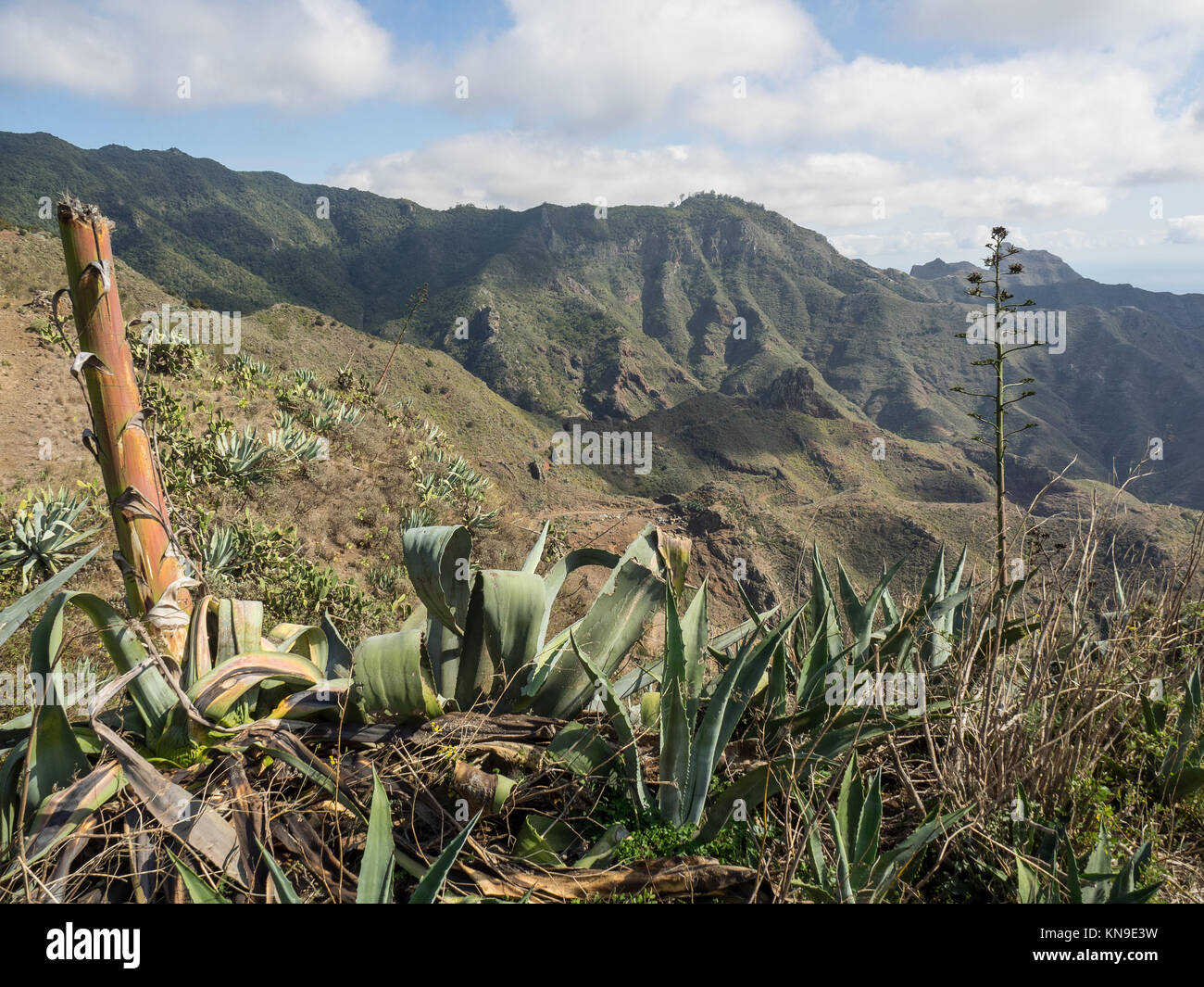 canarian Island tenerife Stock Photo - Alamy