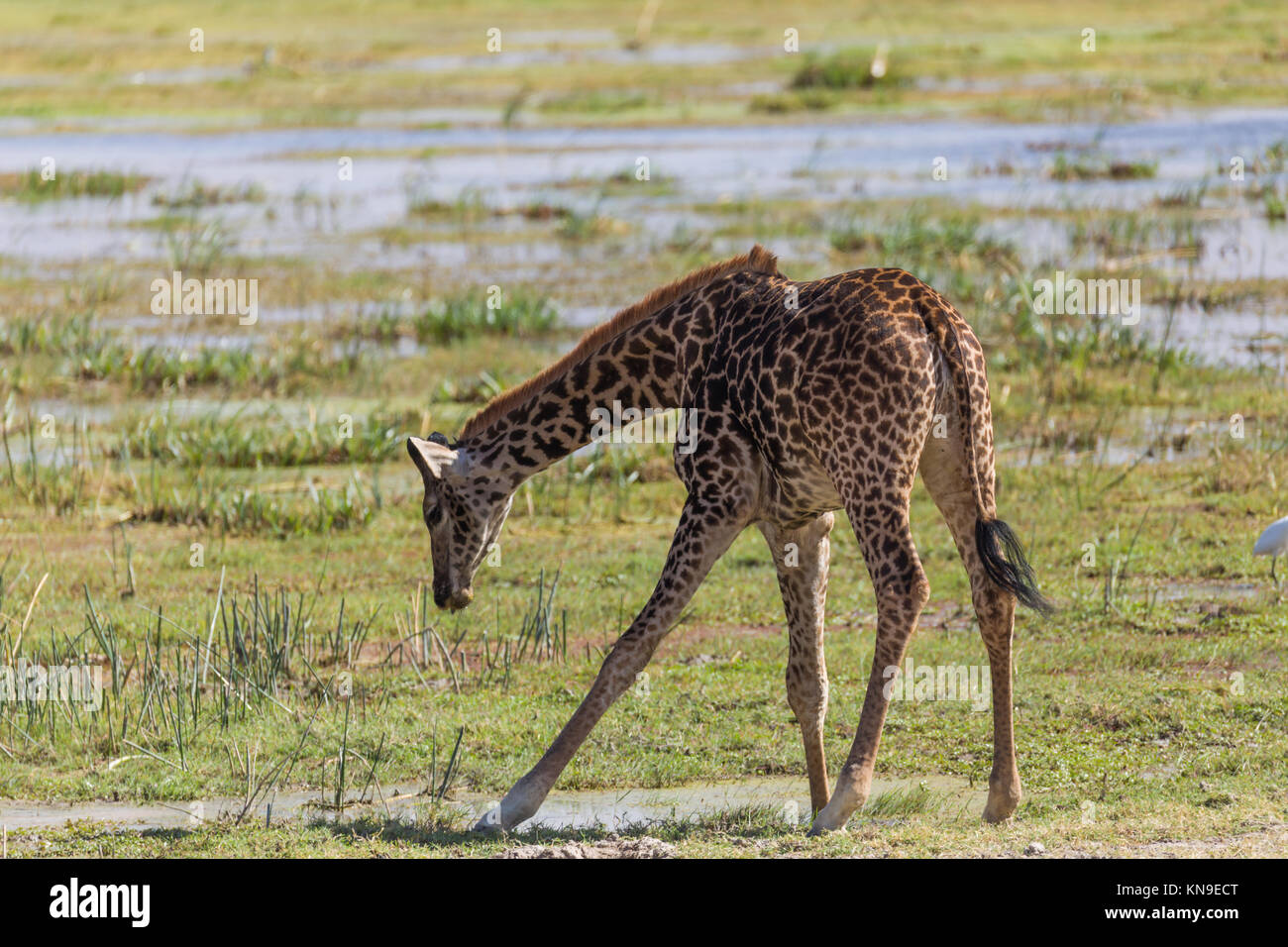Giraffe drinking water hi-res stock photography and images - Alamy
