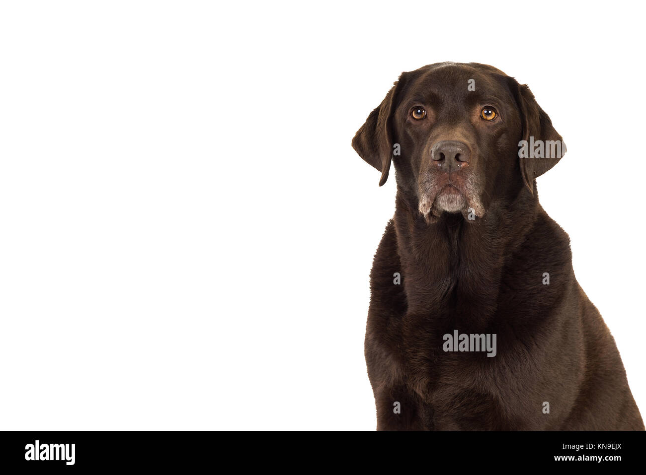 Chocolate brown male senior labrador isolated in white Stock Photo - Alamy