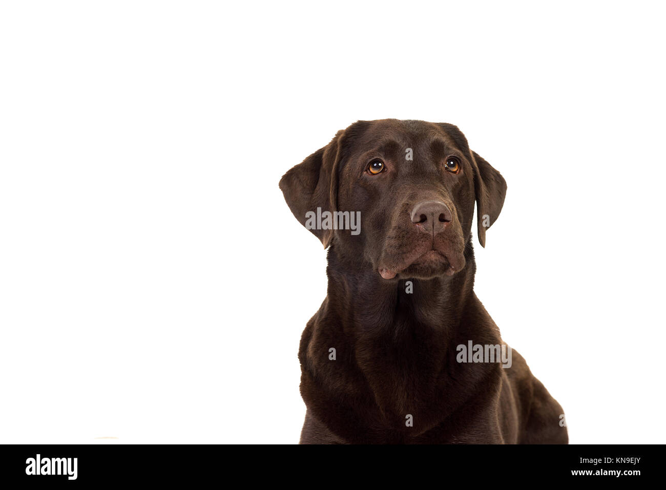 Chocolate brown female labrador isolated in a white background Stock ...