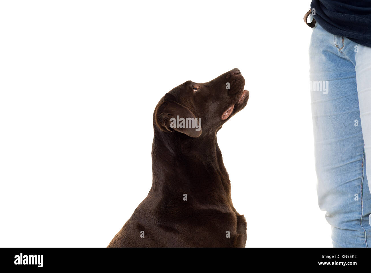 Chocolate brown female labrador begging isolated in white background ...