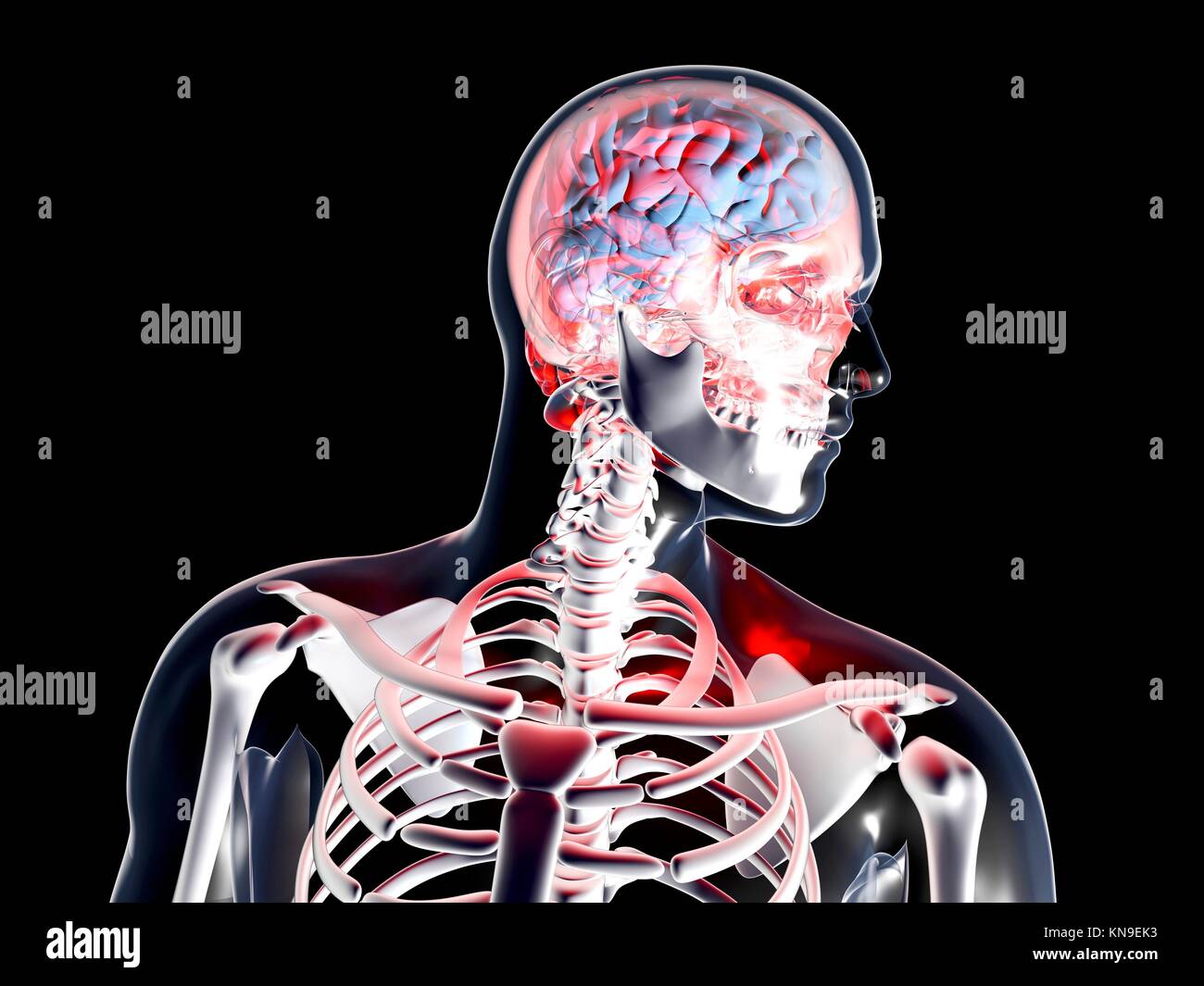 Human nervous system 3d rendered hi-res stock photography and images ...