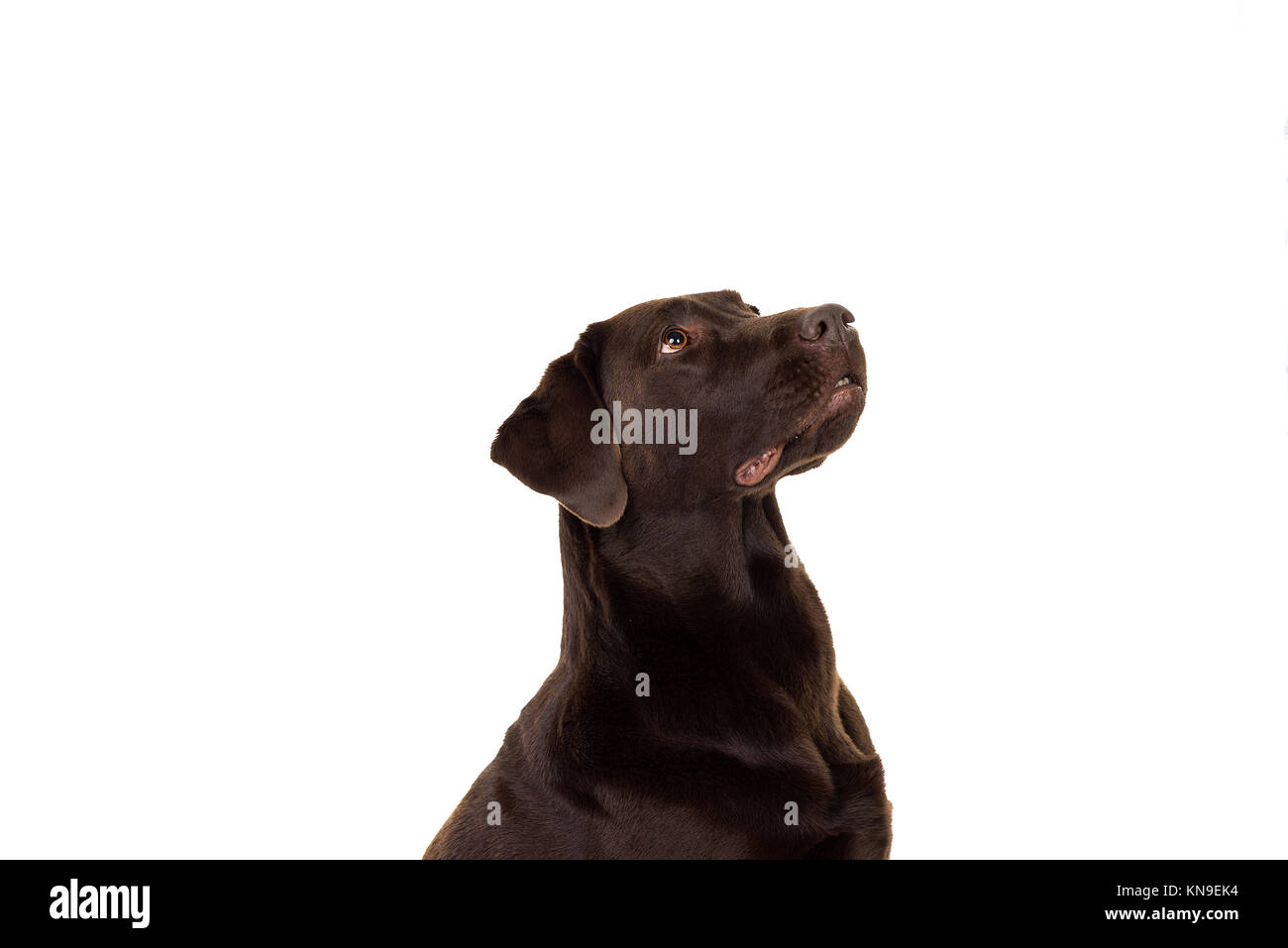 Chocolate brown female labrador begging isolated in white background ...