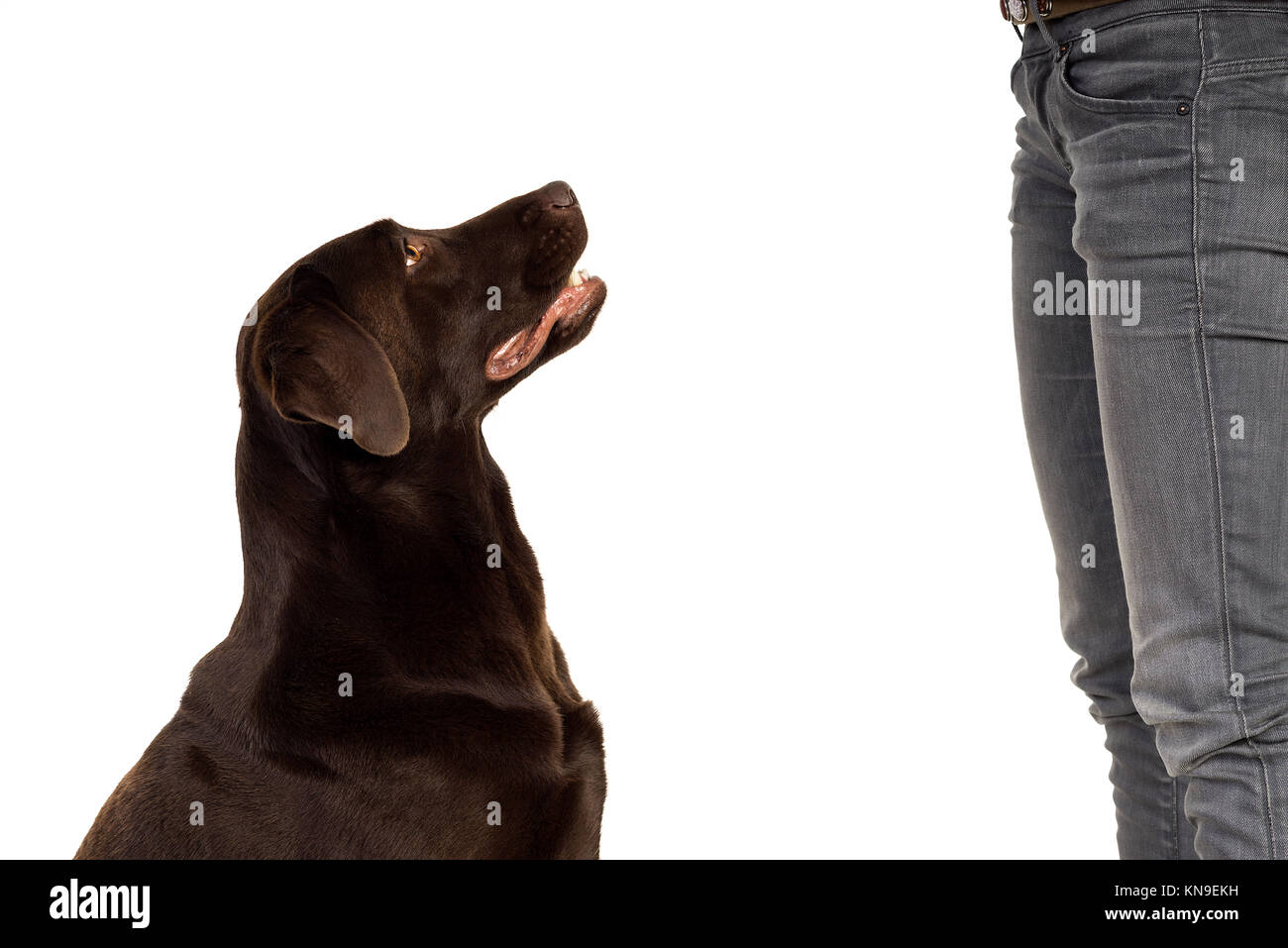 Chocolate brown female labrador begging isolated in white background ...