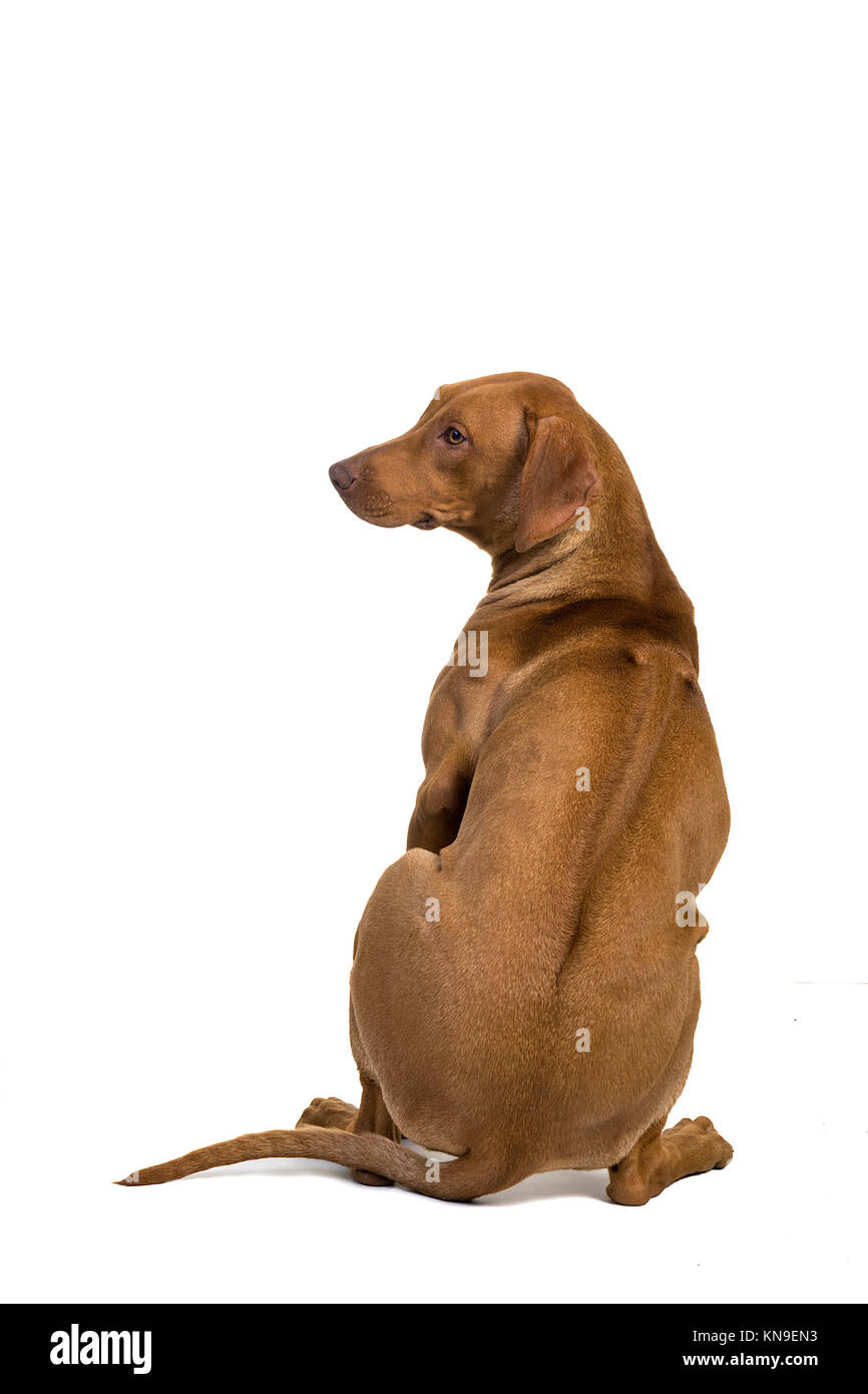 Rhodesian Ridgeback seen from behind isolated in a white background ...