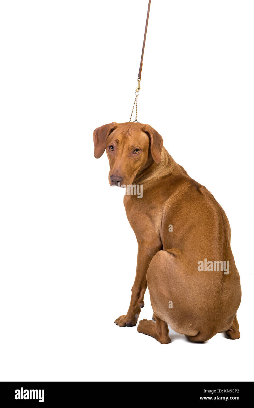 Rhodesian Ridgeback seen from behind isolated in a white background ...