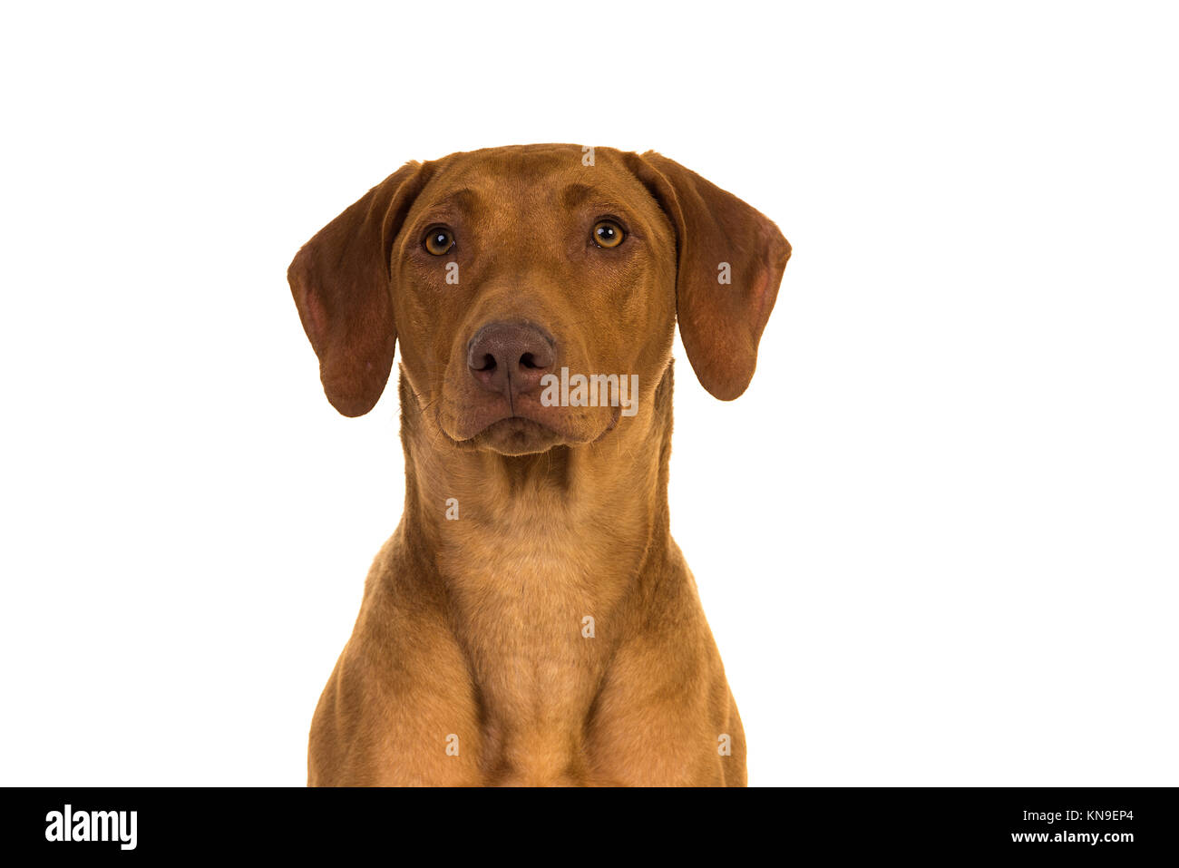 Portrait of a Rhodesian Ridgeback isolated in a white background Stock ...