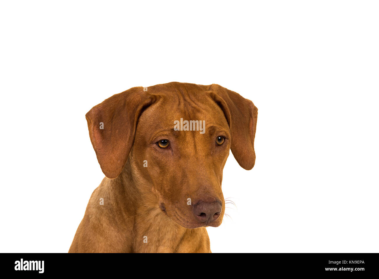 Portrait of a Rhodesian Ridgeback isolated in a white background Stock ...