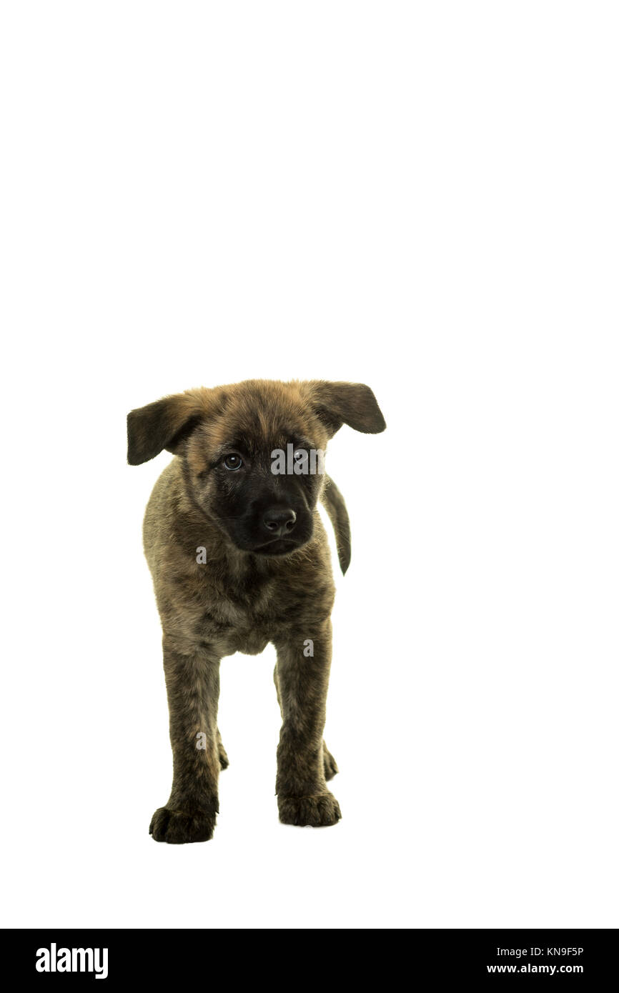 Cute Dutch wire-haired shepherd puppy standing facing the camera ...