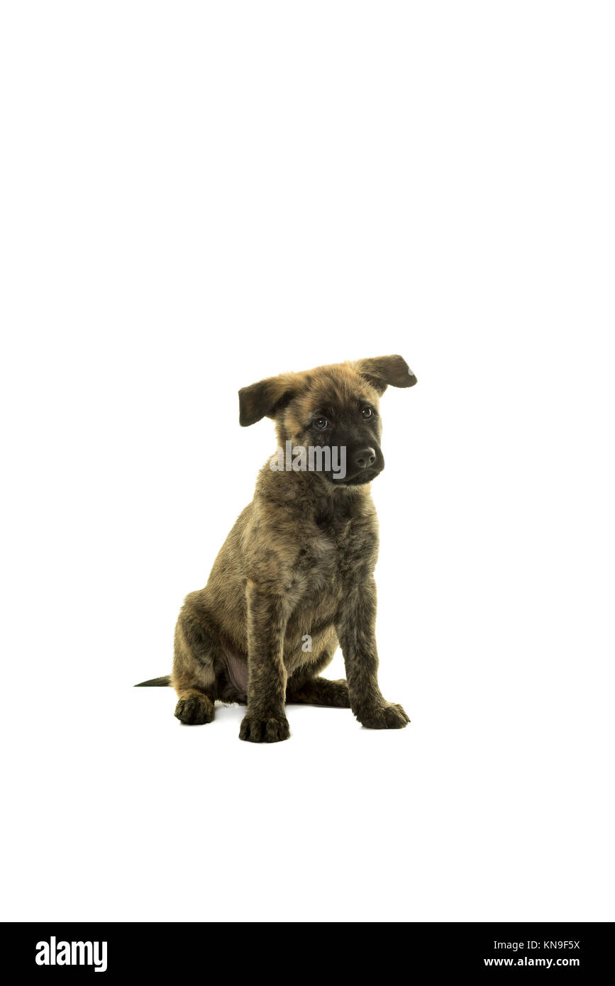 Cute Dutch wire-haired shepherd puppy sitting facing the camera ...