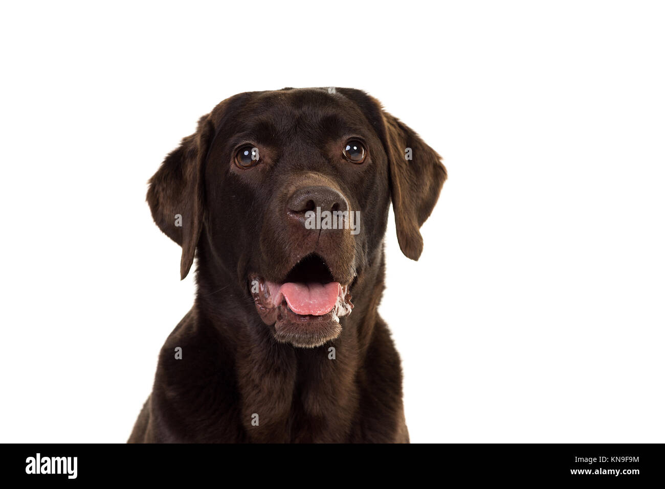 Portrait of a chocolate brown female labrador isolated in white ...