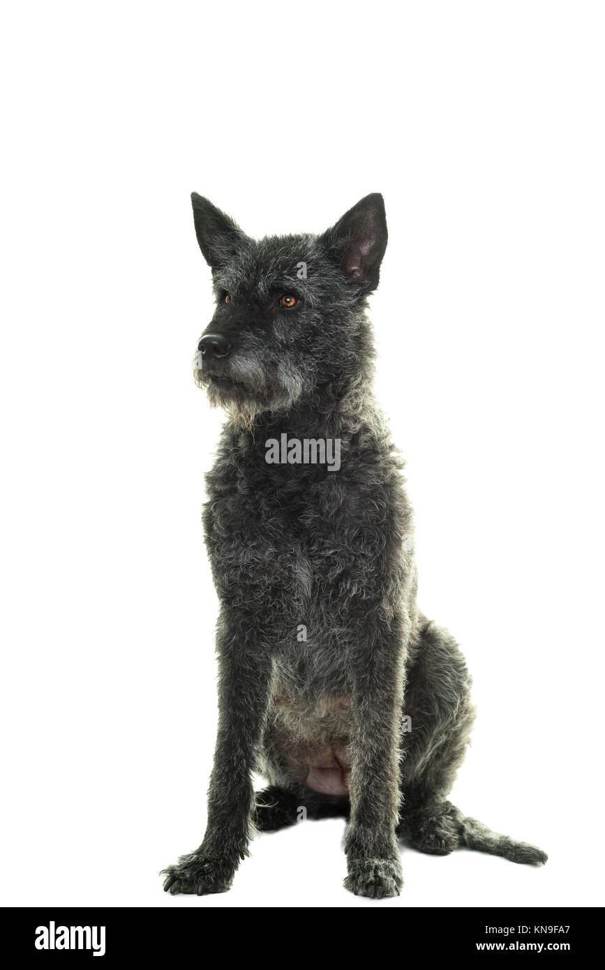 Black female Dutch Shepherd sitting facing the camera isolated in a ...