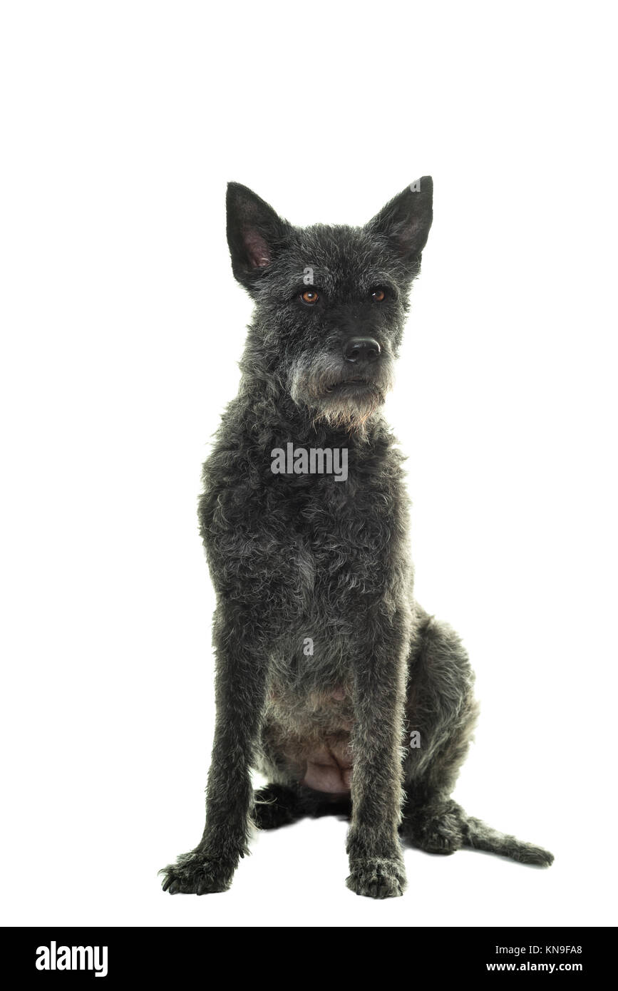 Black female Dutch Shepherd sitting facing the camera isolated in a ...