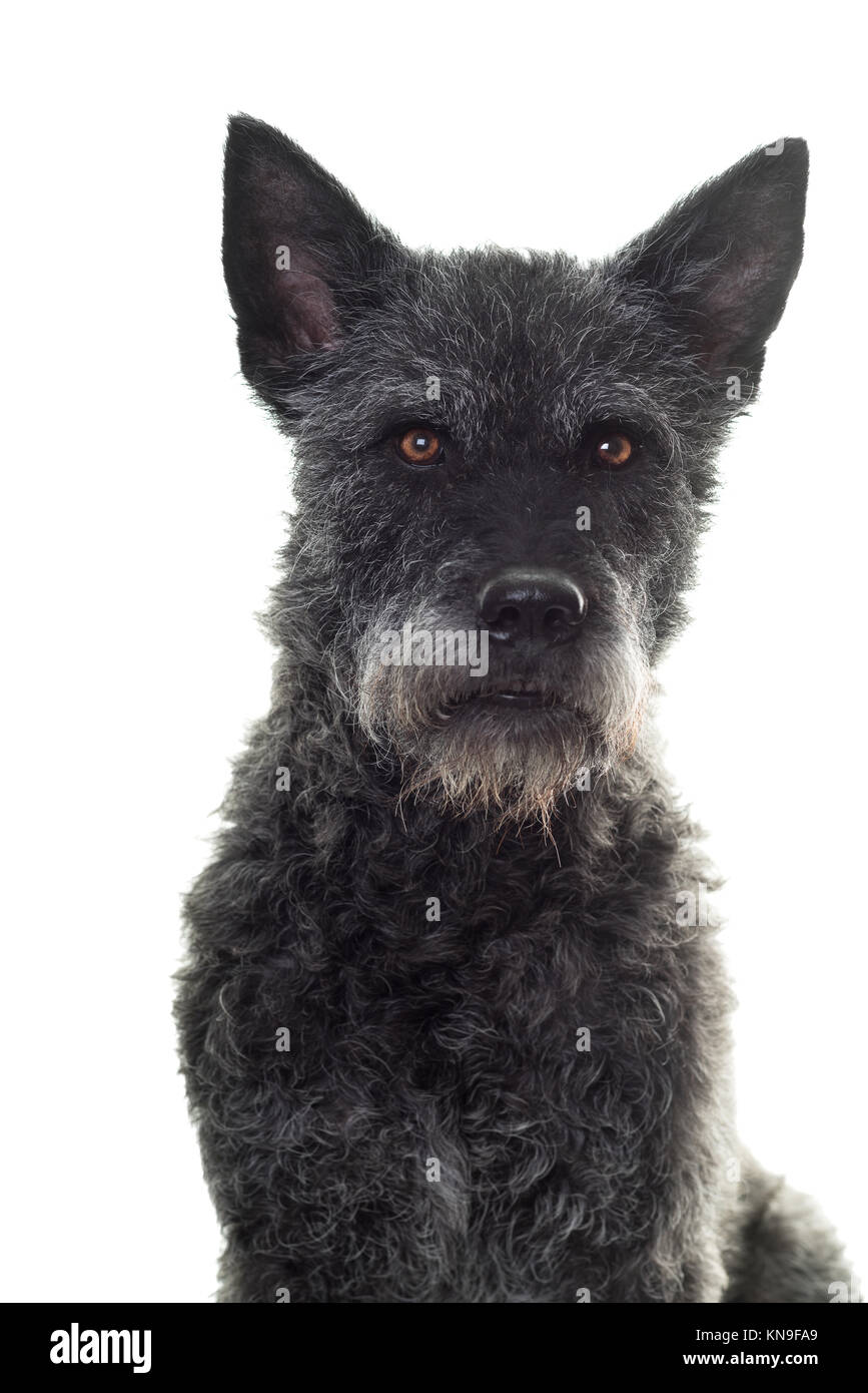 Portrait of a black female Dutch Shepherd sitting facing the camera ...