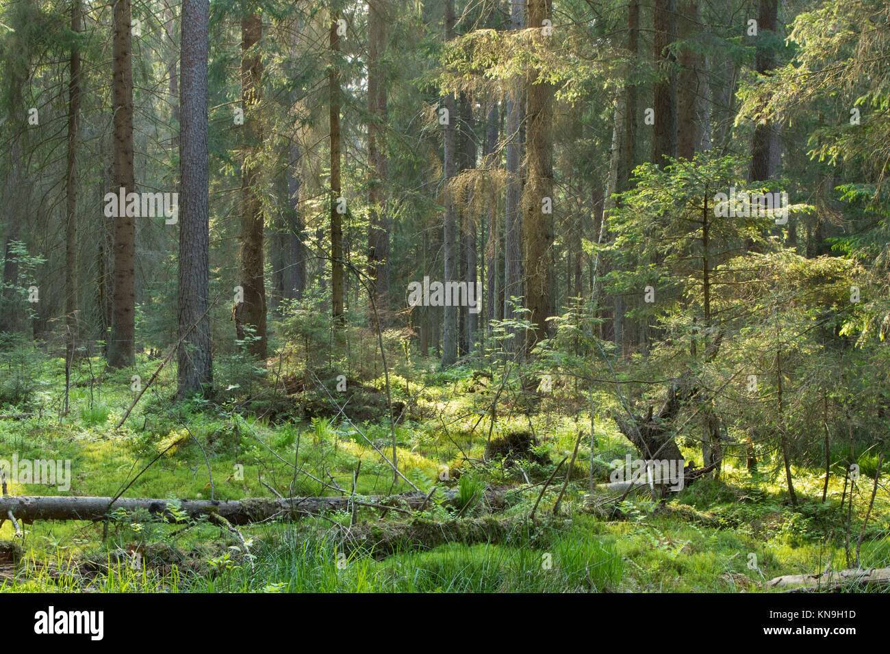 Coniferous forest floor hi-res stock photography and images - Alamy