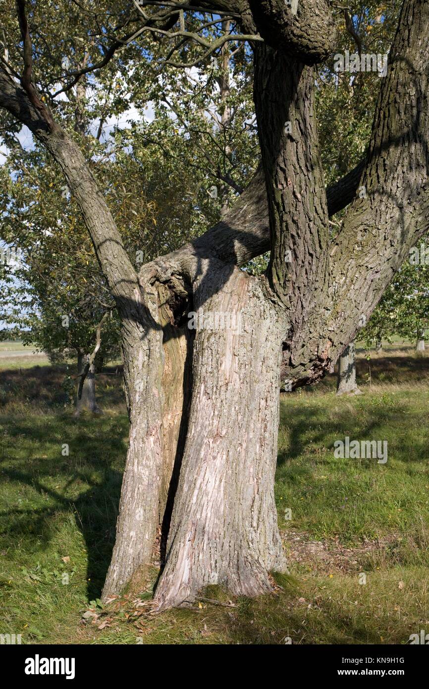 Old willow tree hi-res stock photography and images - Alamy