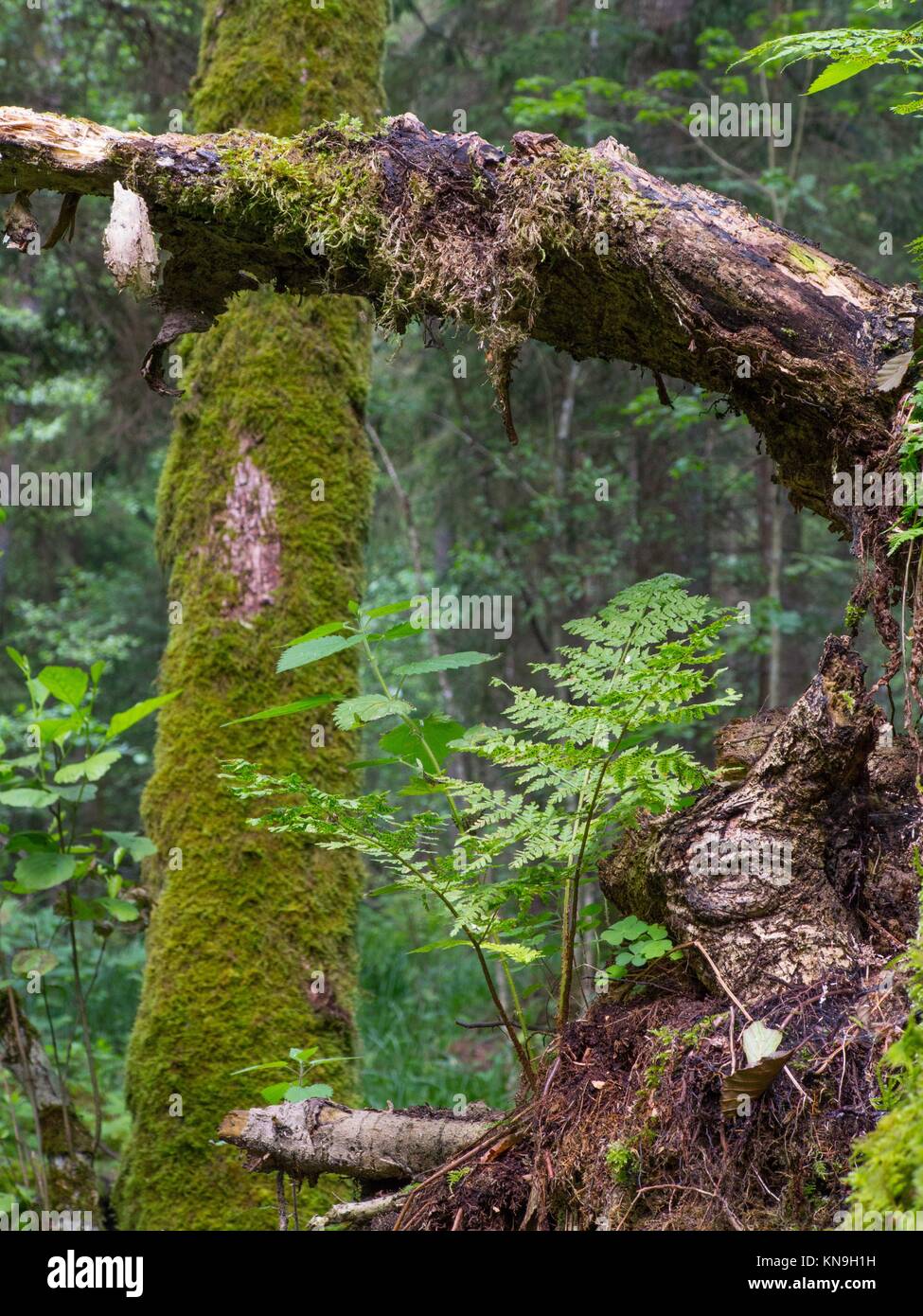 Fern root hi-res stock photography and images - Alamy