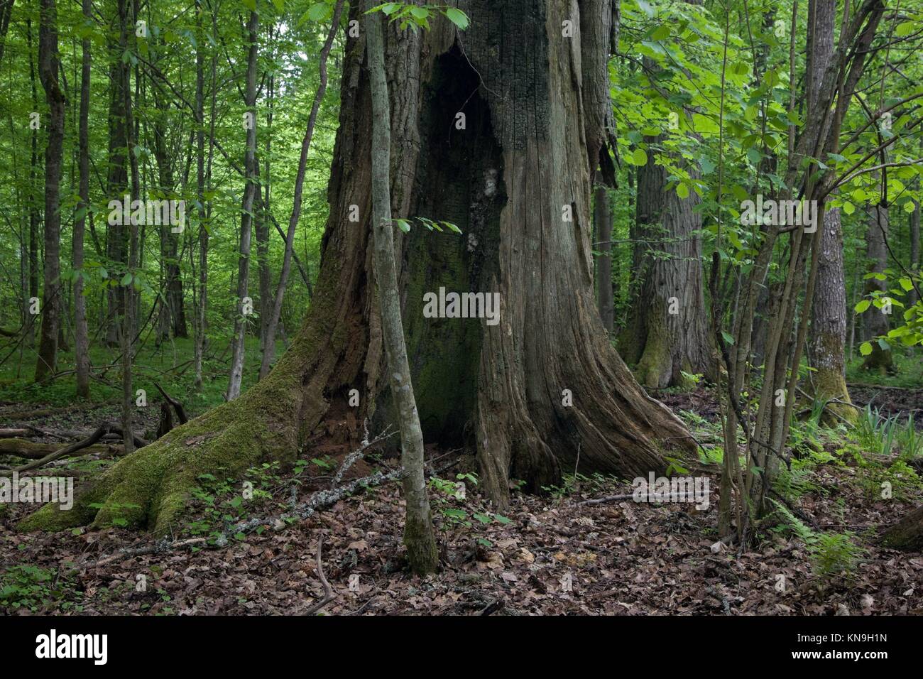 An old oak dead hi-res stock photography and images - Alamy