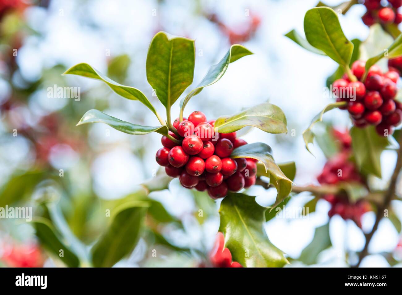 Holly ornament hi-res stock photography and images - Alamy