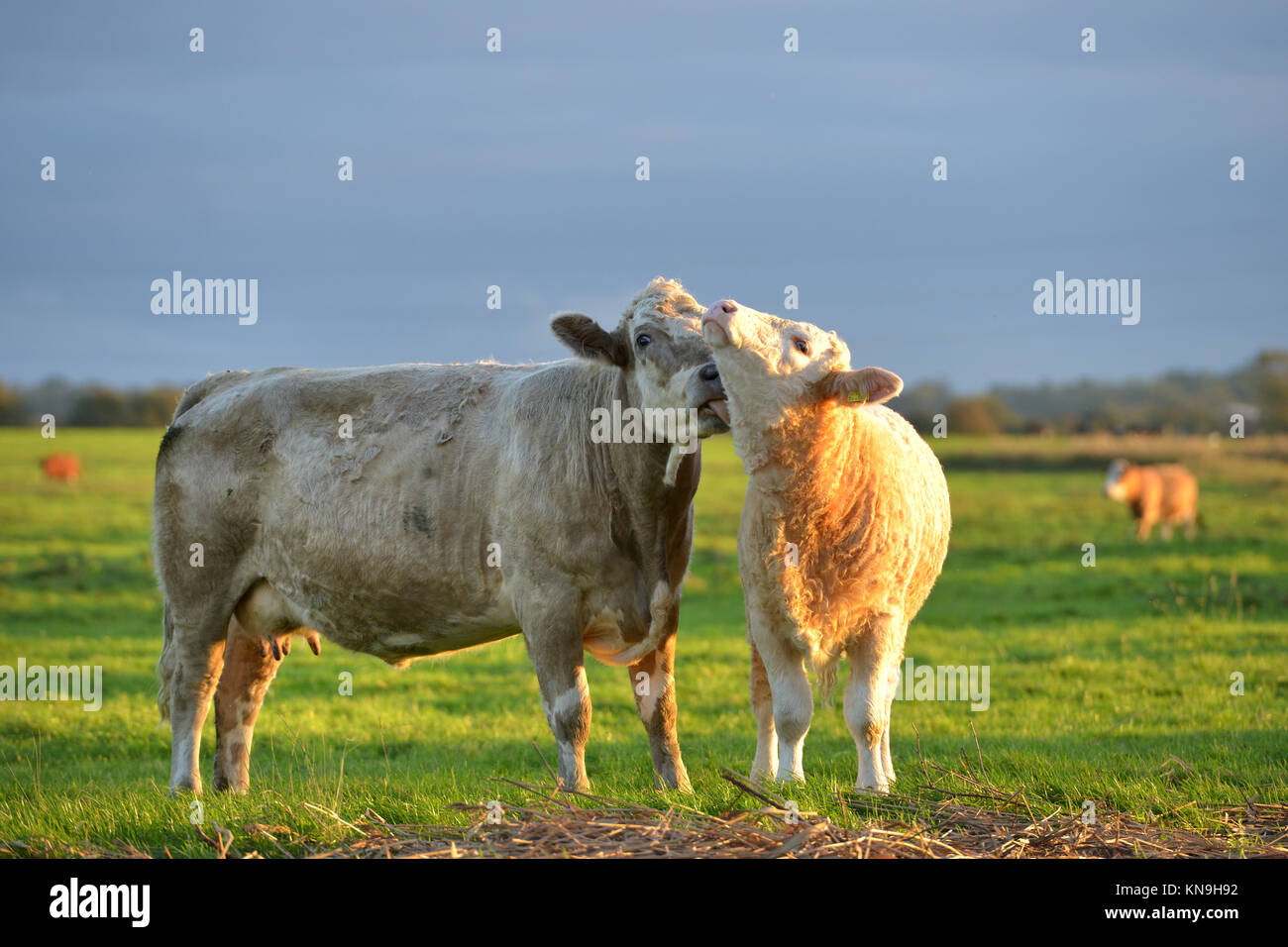Cow and calf grooming Stock Photo - Alamy