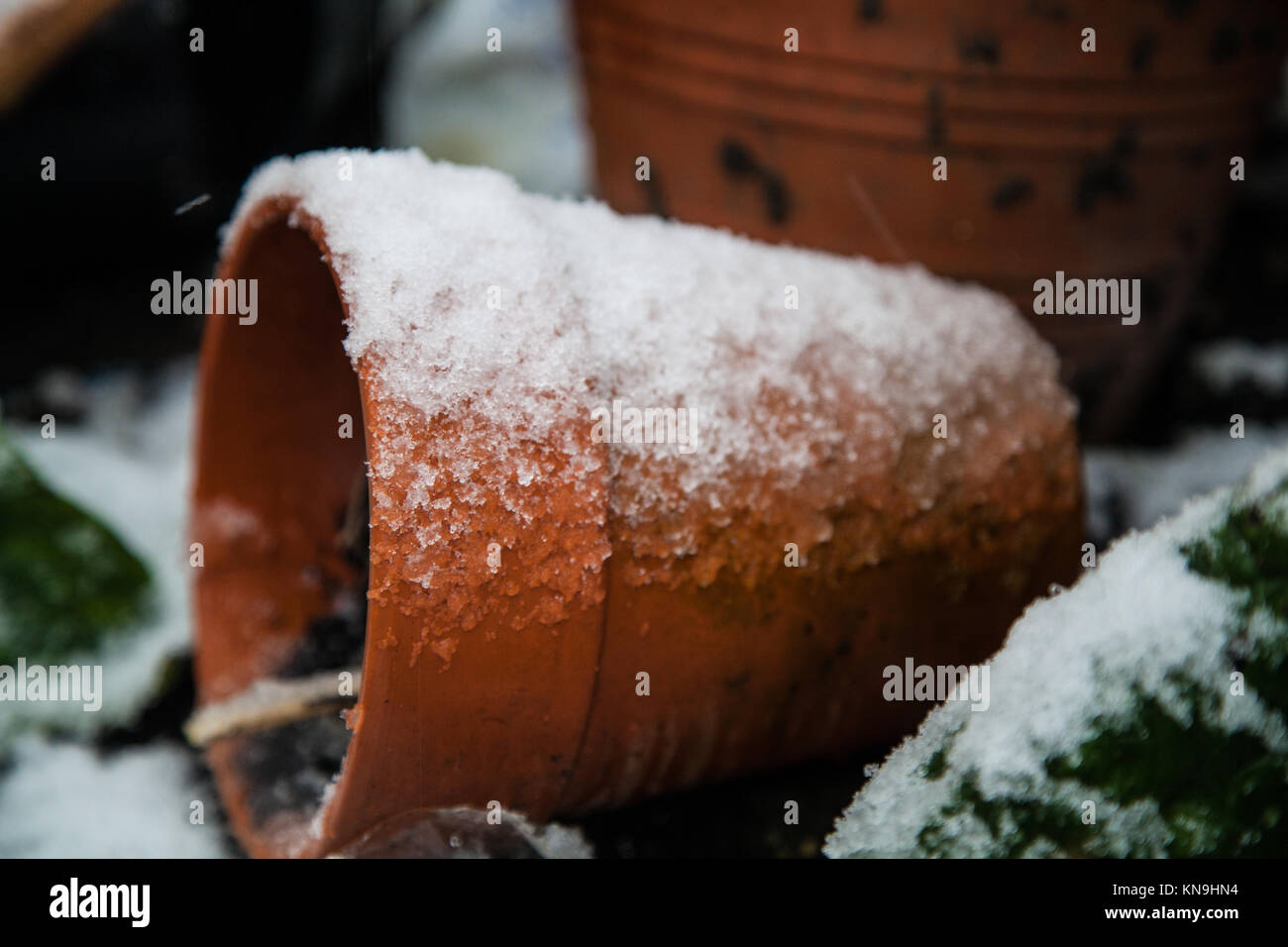 Garden winter herbs covered hi-res stock photography and images - Alamy