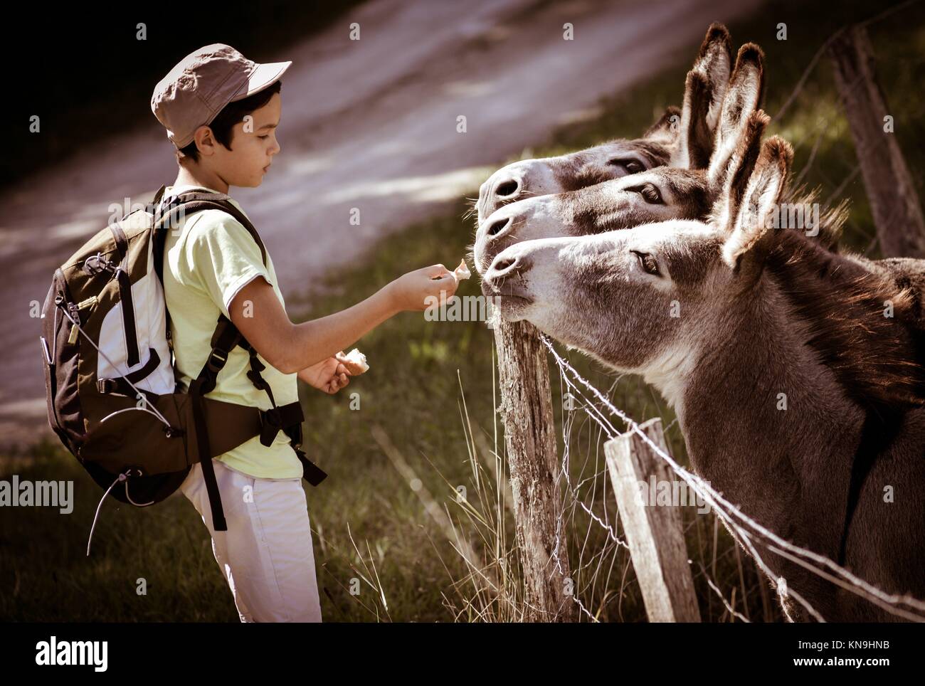 Person feeding donkey hi-res stock photography and images - Alamy