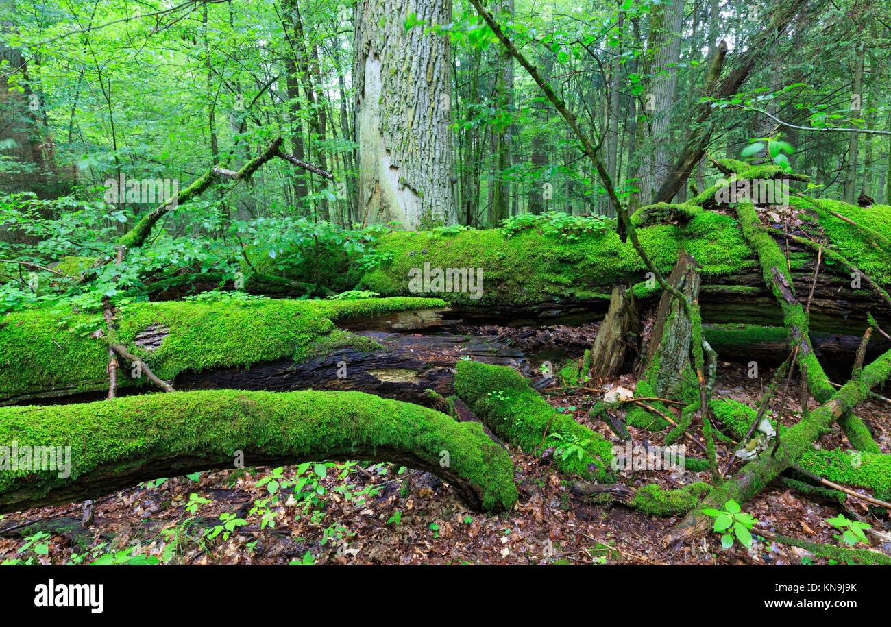 Dead deciduous trees hi-res stock photography and images - Alamy