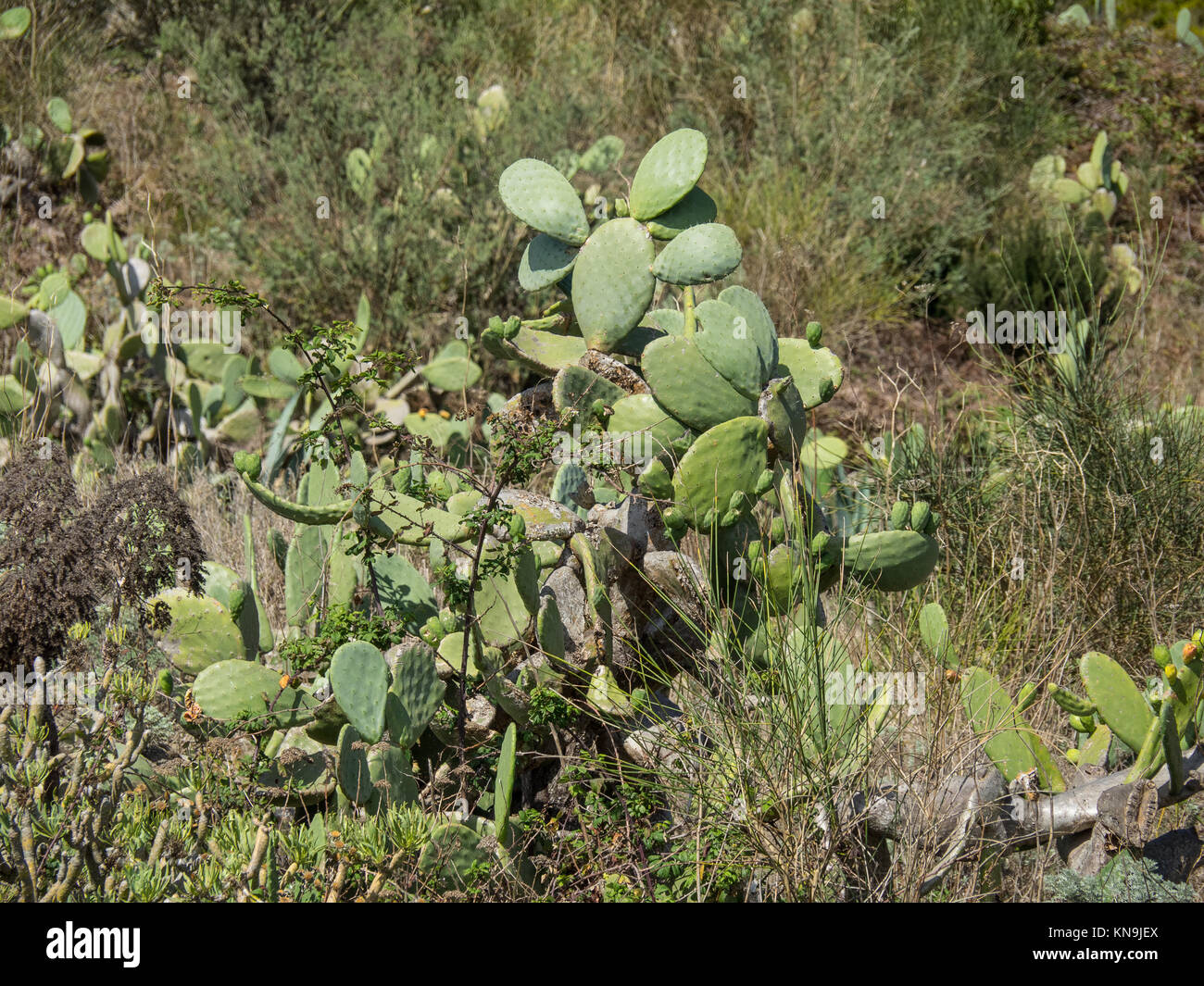 canarian Island tenerife Stock Photo - Alamy